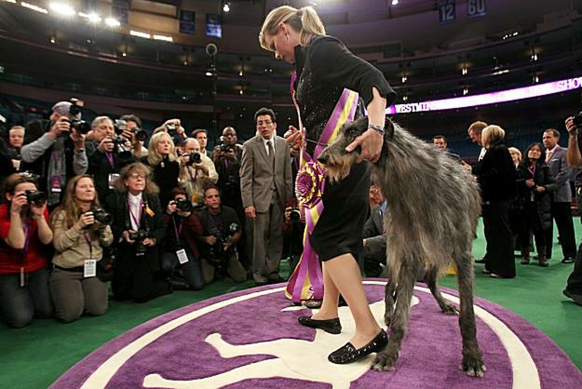 Scottish deerhound is the top dog at Westminster