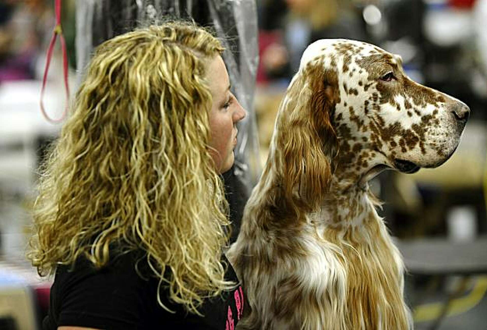 Scottish deerhound is the top dog at Westminster