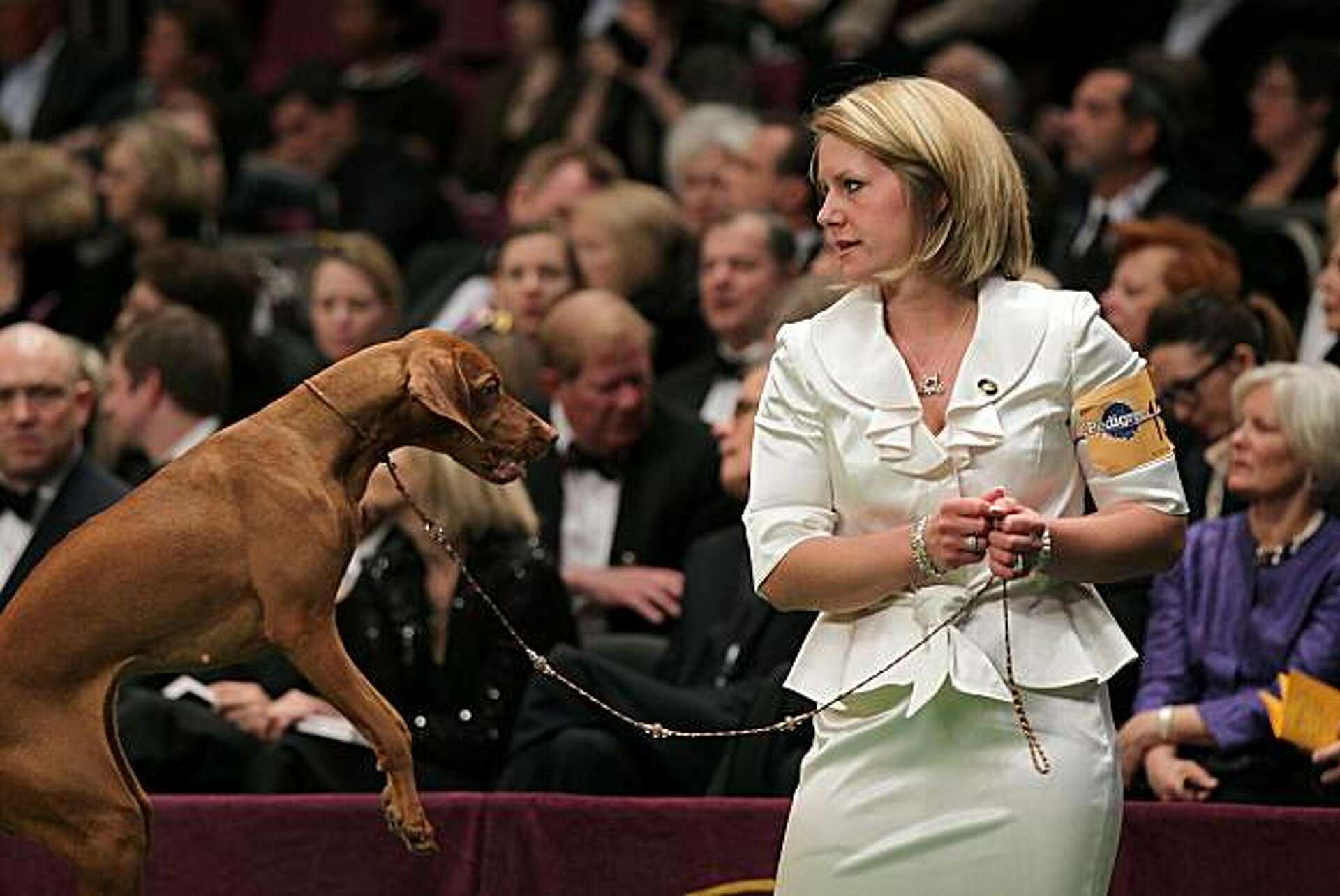 Scottish deerhound is the top dog at Westminster