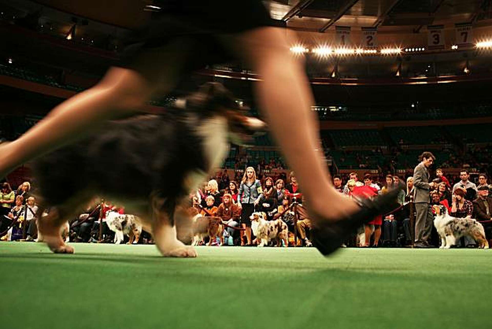 Scottish deerhound is the top dog at Westminster