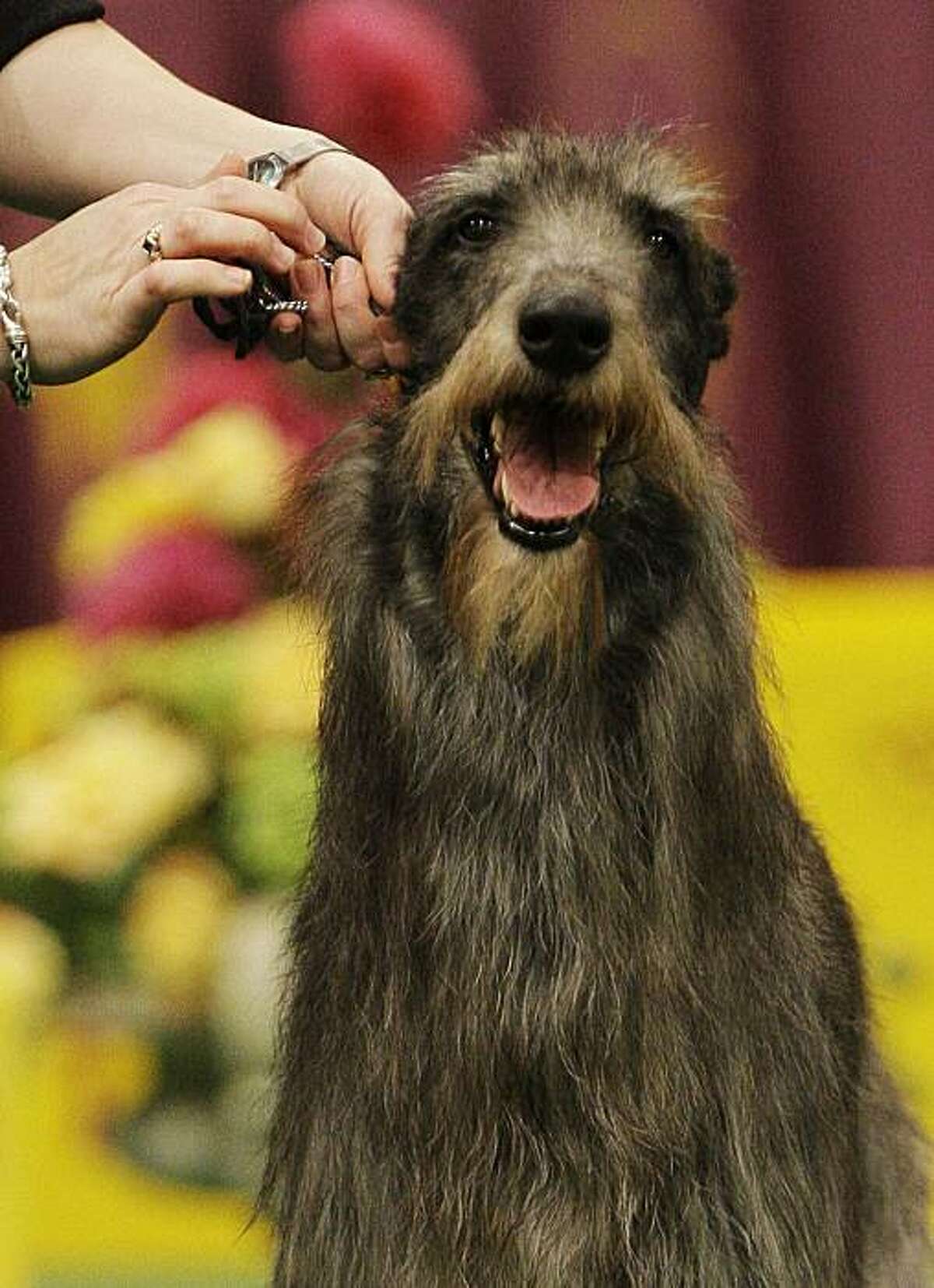 Scottish deerhound is the top dog at Westminster