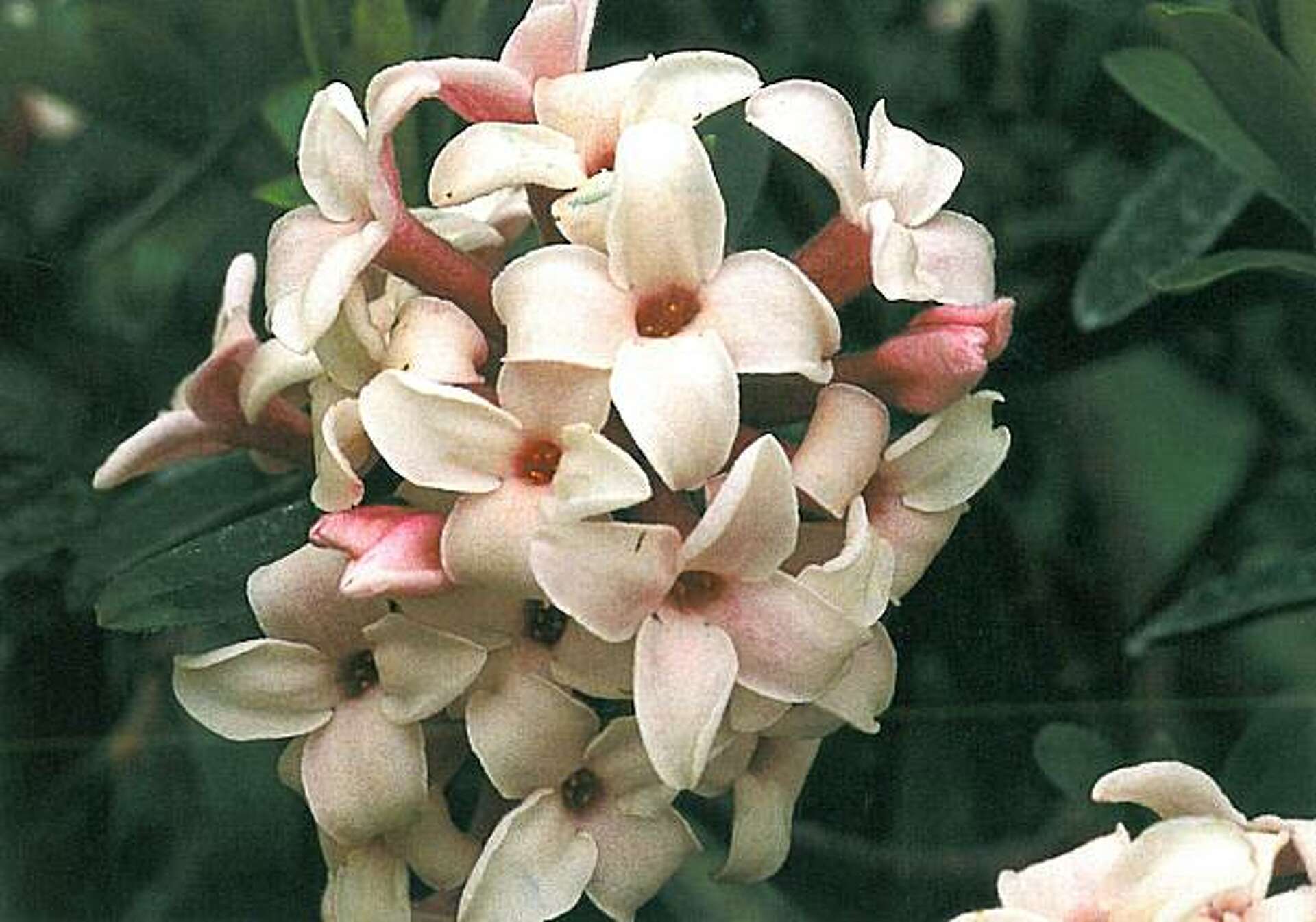 Daphnes aren't fickle, just misunderstood