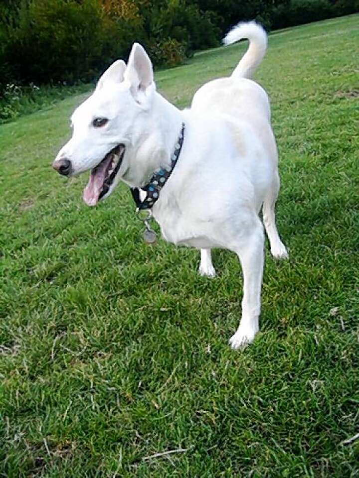 Three legs and a spare / When does amputation make sense for a dog?