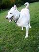 Three legs and a spare / When does amputation make sense for a dog?