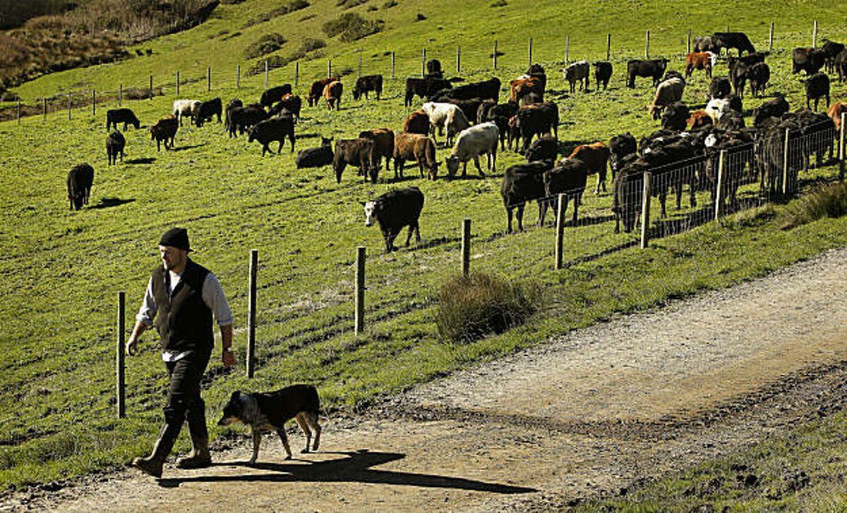 California cattle ranchers fight to survive