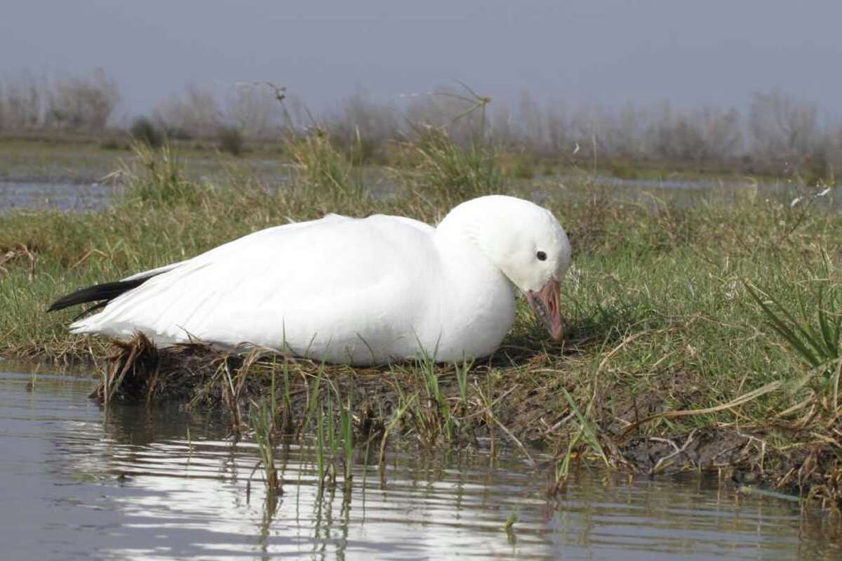Winter population of snow geese hits record low on Texas coast
