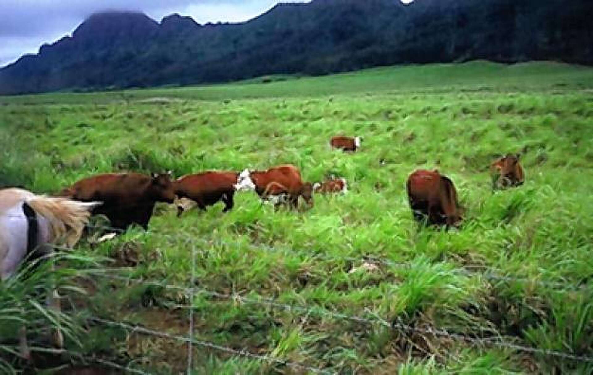 Hawaii's latest crop of farm-friendly restaurants