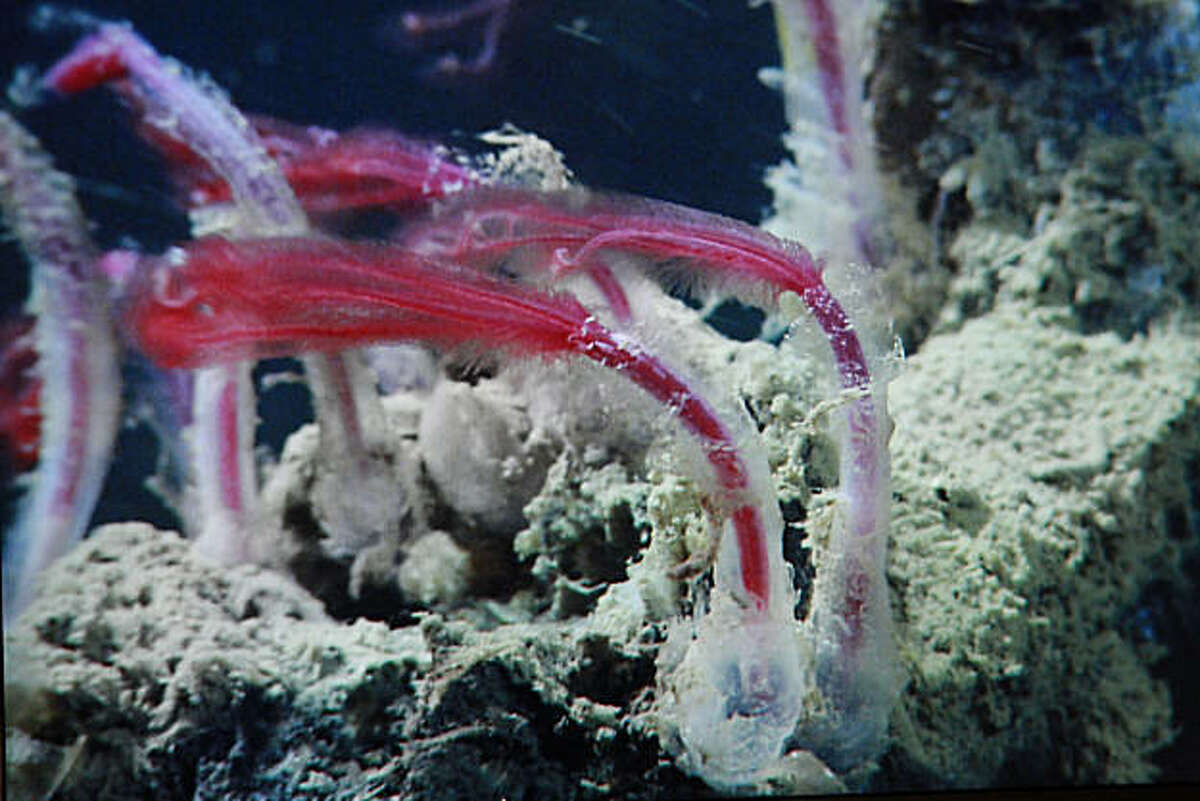 Bizarre worms that eat whale skeletons discovered