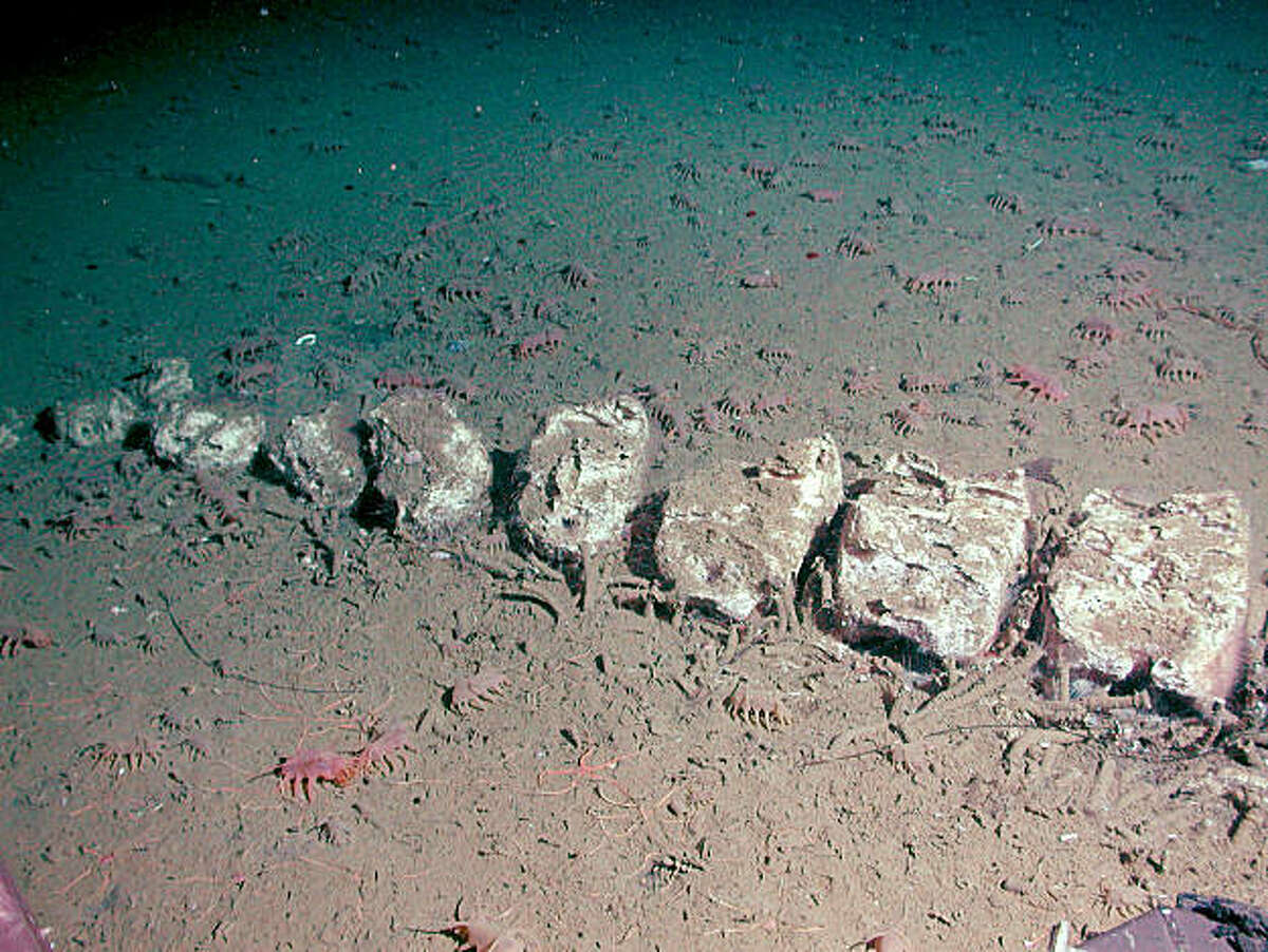Bizarre worms that eat whale skeletons discovered