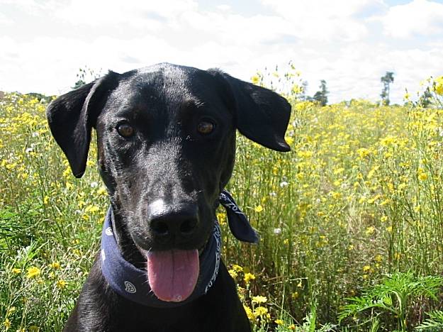 Can Black Dogs Break The Color Barrier can-black-dogs-break-the-color-barrier