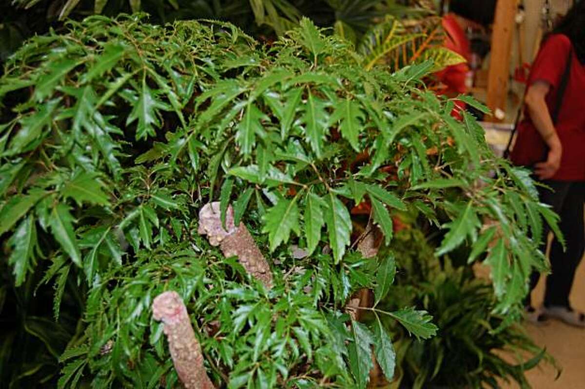 Ming aralia houseplant coming back