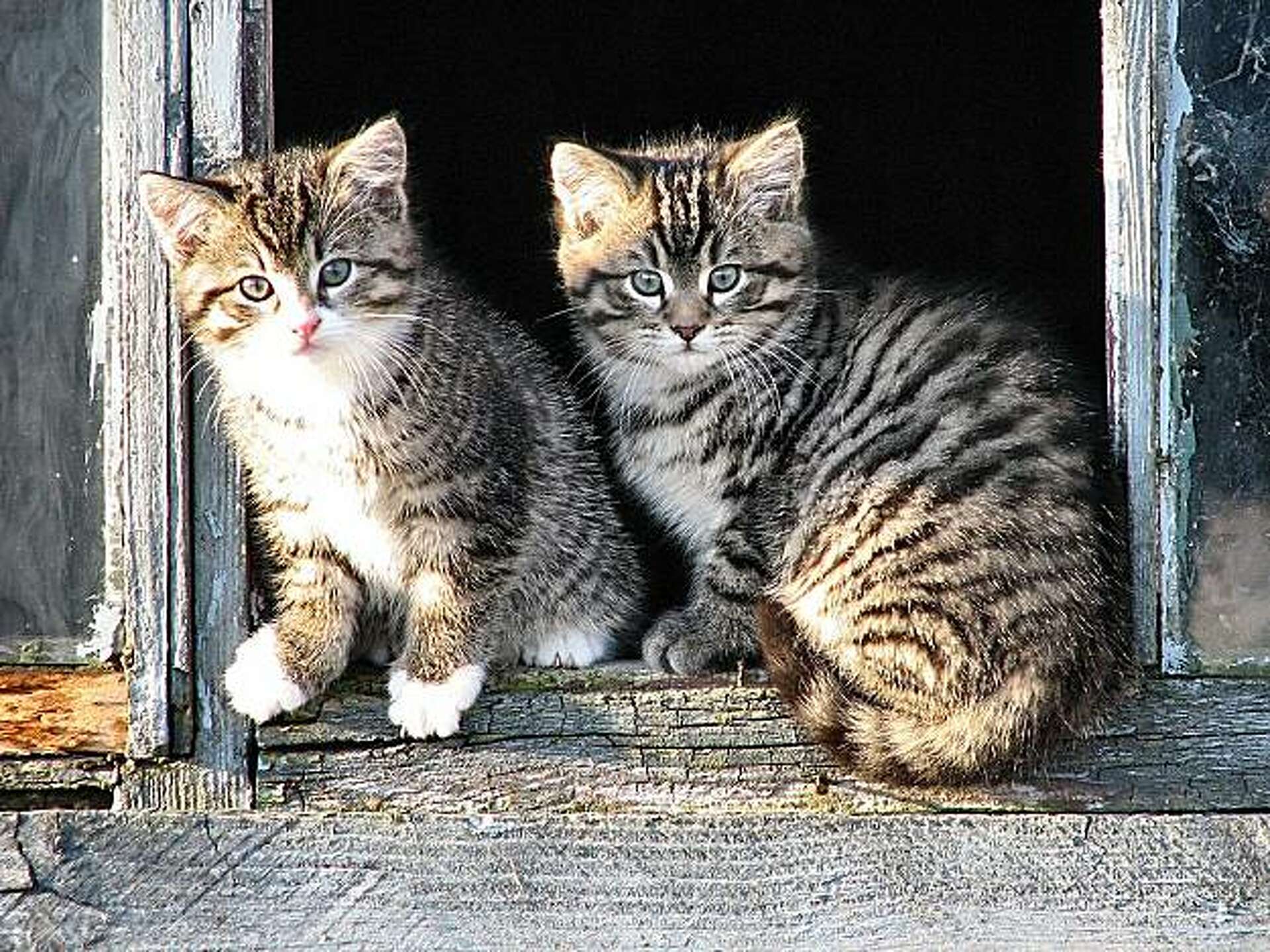 Damn lies and cat statistics