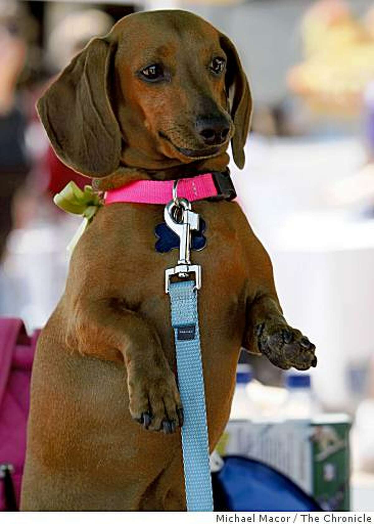 Hot dog, dachshunds race for Wiener Nationals