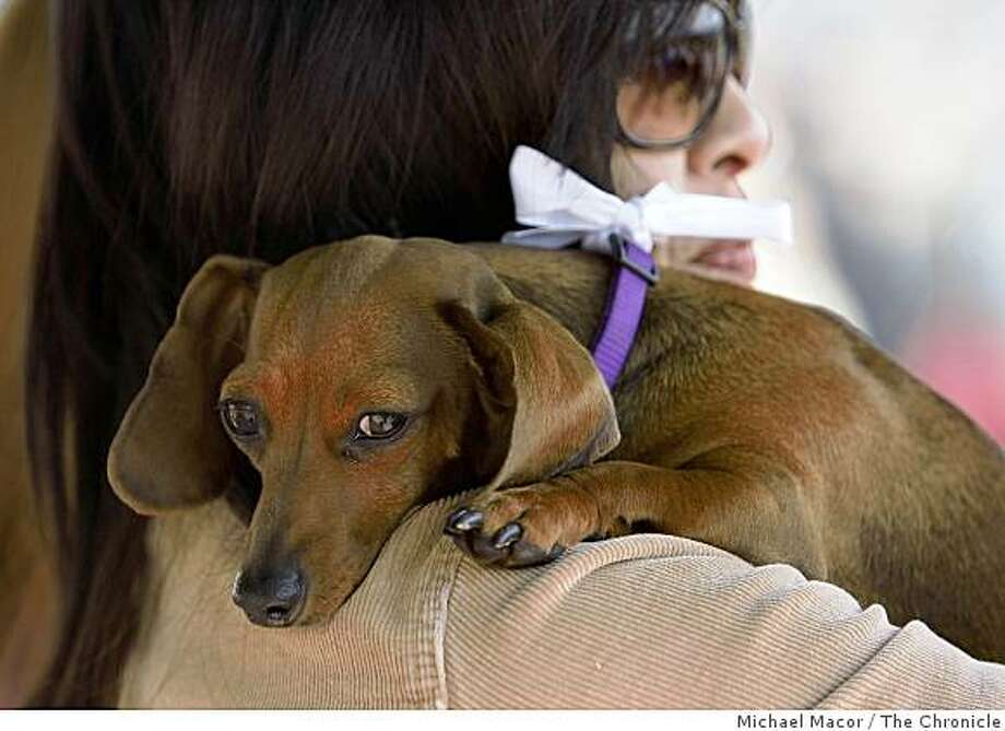 Hot dog, dachshunds race for Wiener Nationals - SFGate