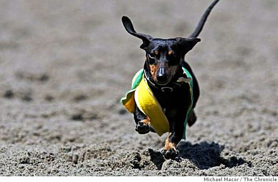 Hot dog, dachshunds race for Wiener Nationals - SFGate