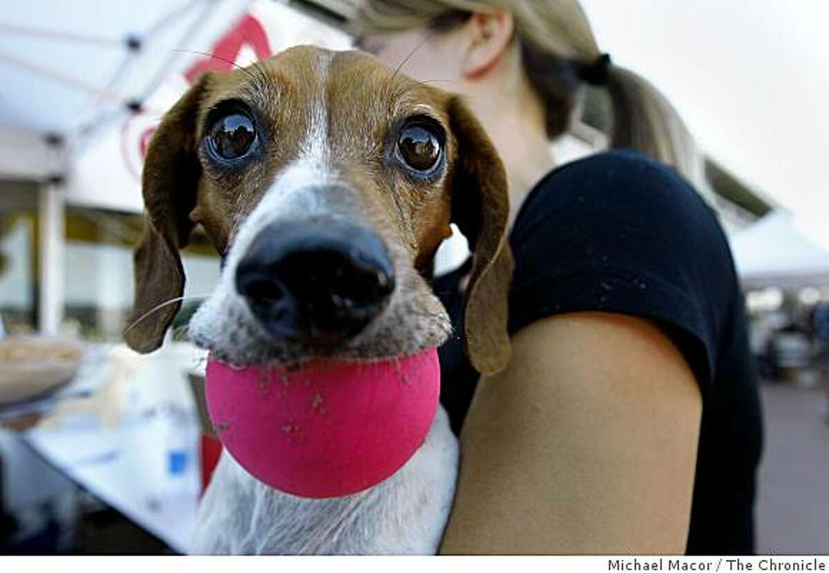 Hot dog, dachshunds race for Wiener Nationals