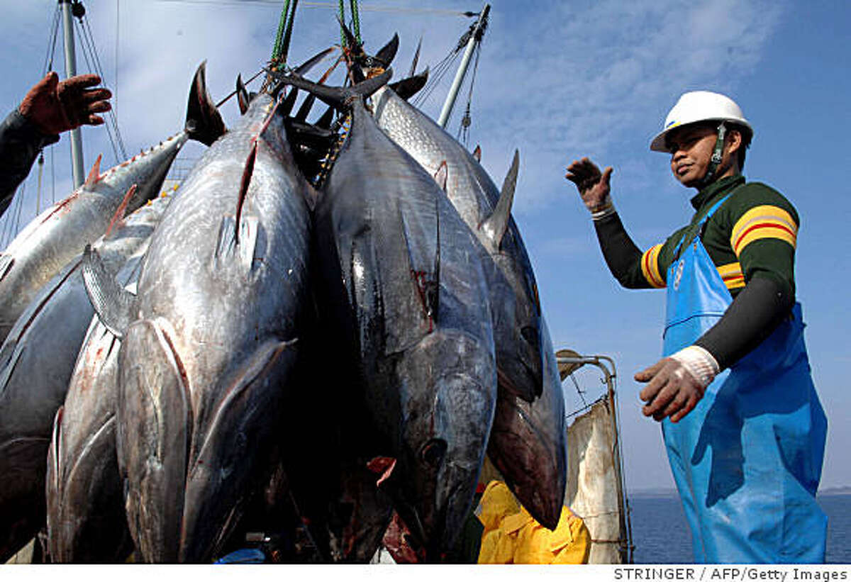 Pacific island nations step in to save tuna