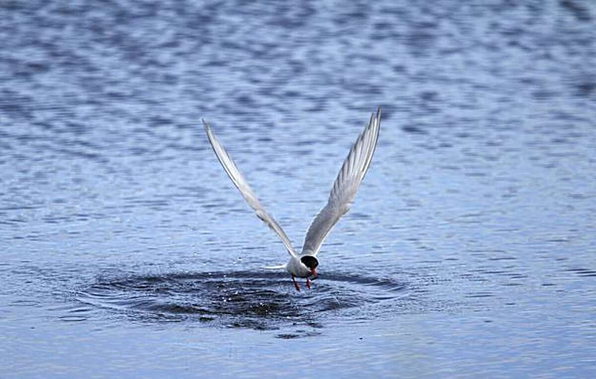 Potter Marsh, Alaska: Mesmerizing home of the Arctic tern