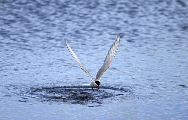 Potter Marsh, Alaska: Mesmerizing home of the Arctic tern