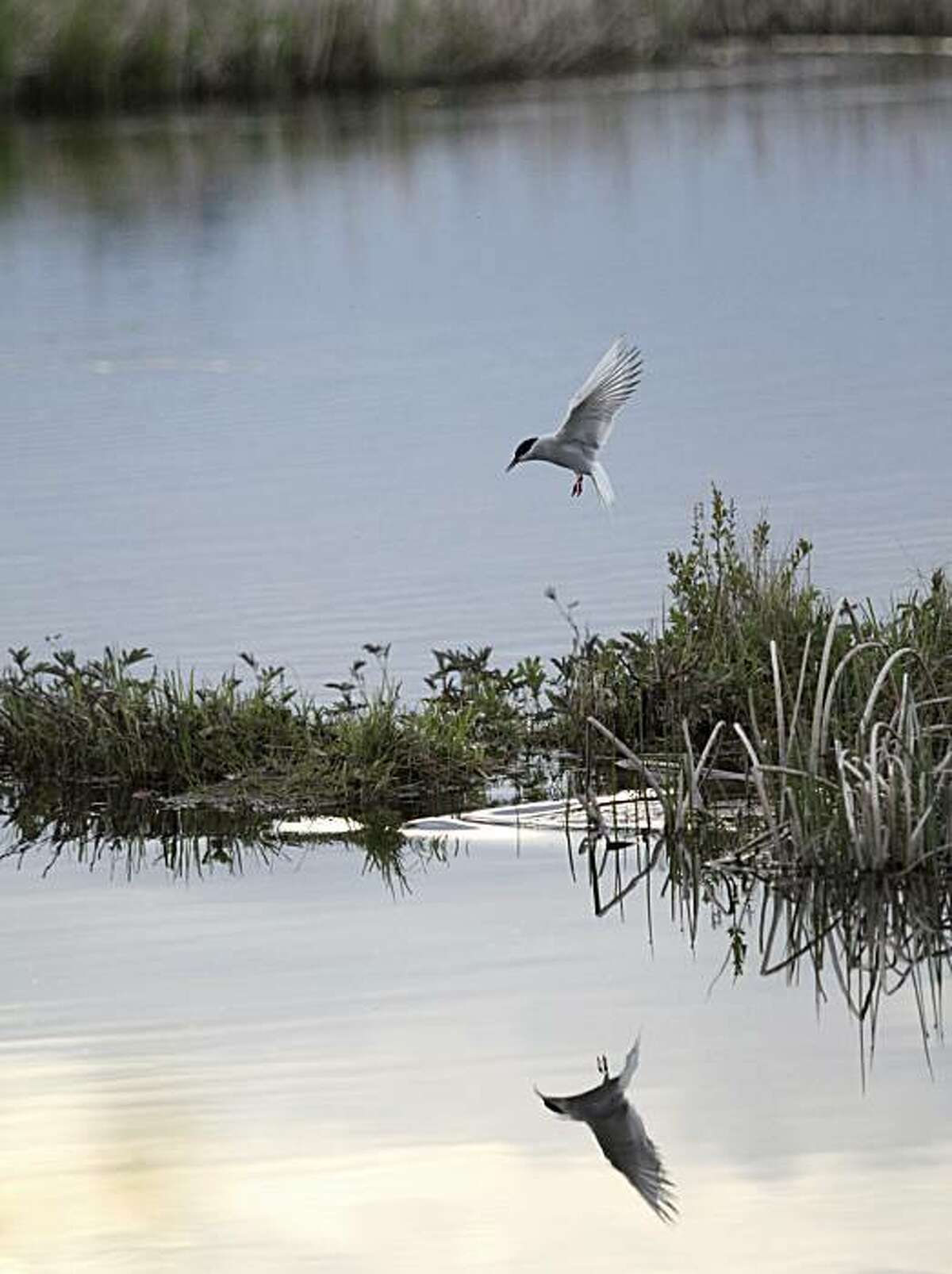 Potter Marsh, Alaska: Mesmerizing home of the Arctic tern