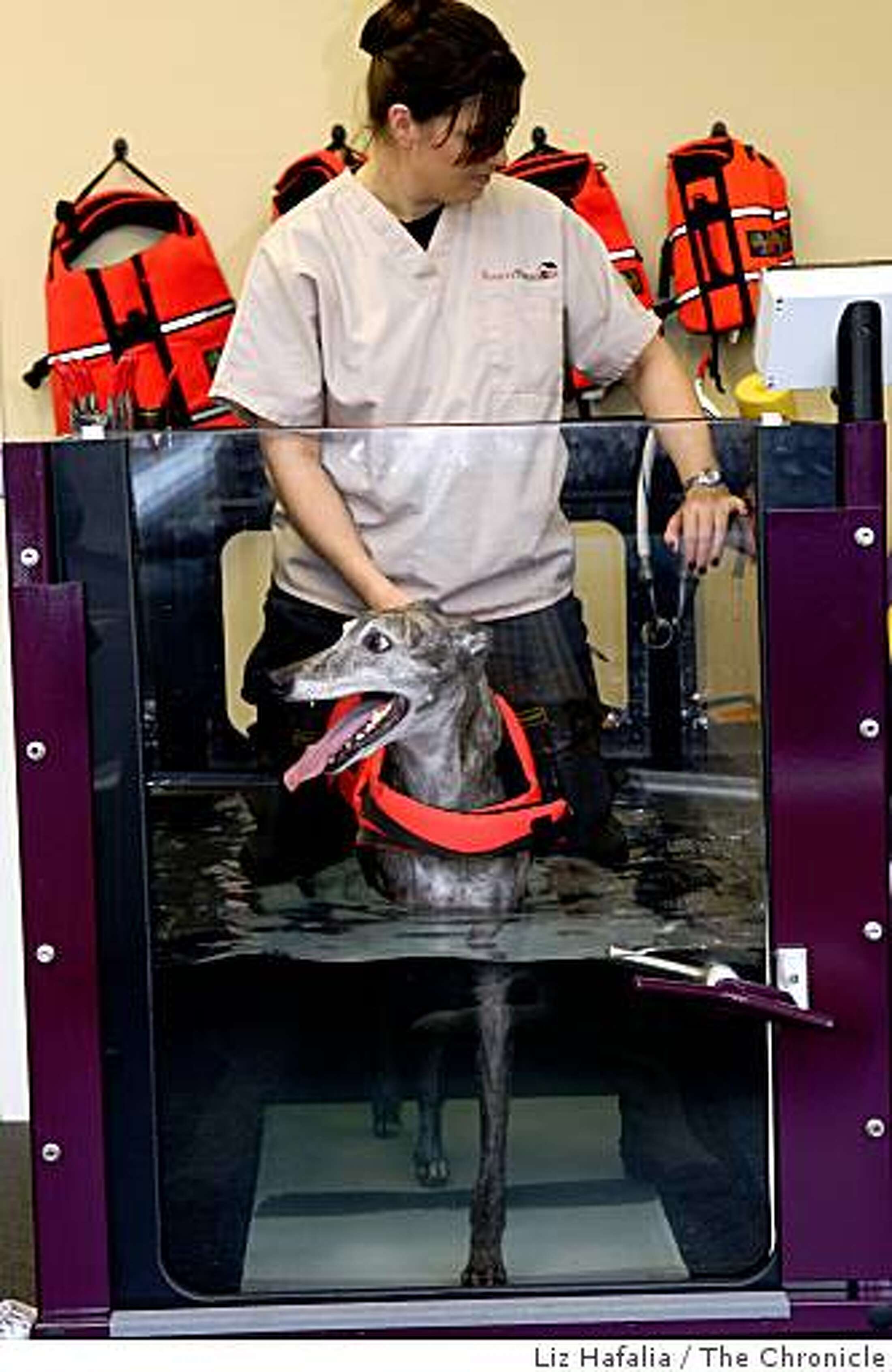 Pet therapy center tames dogs of recession