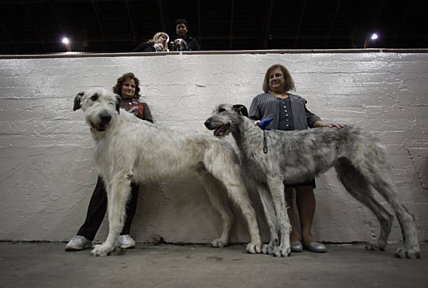 Dogs Strut Their Stuff