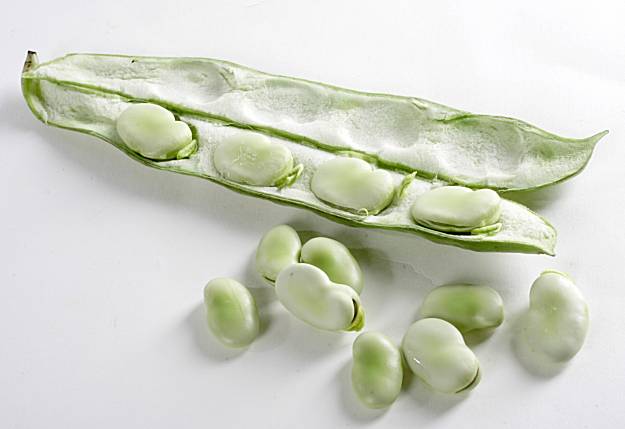 Plant of the Week: Fava beans