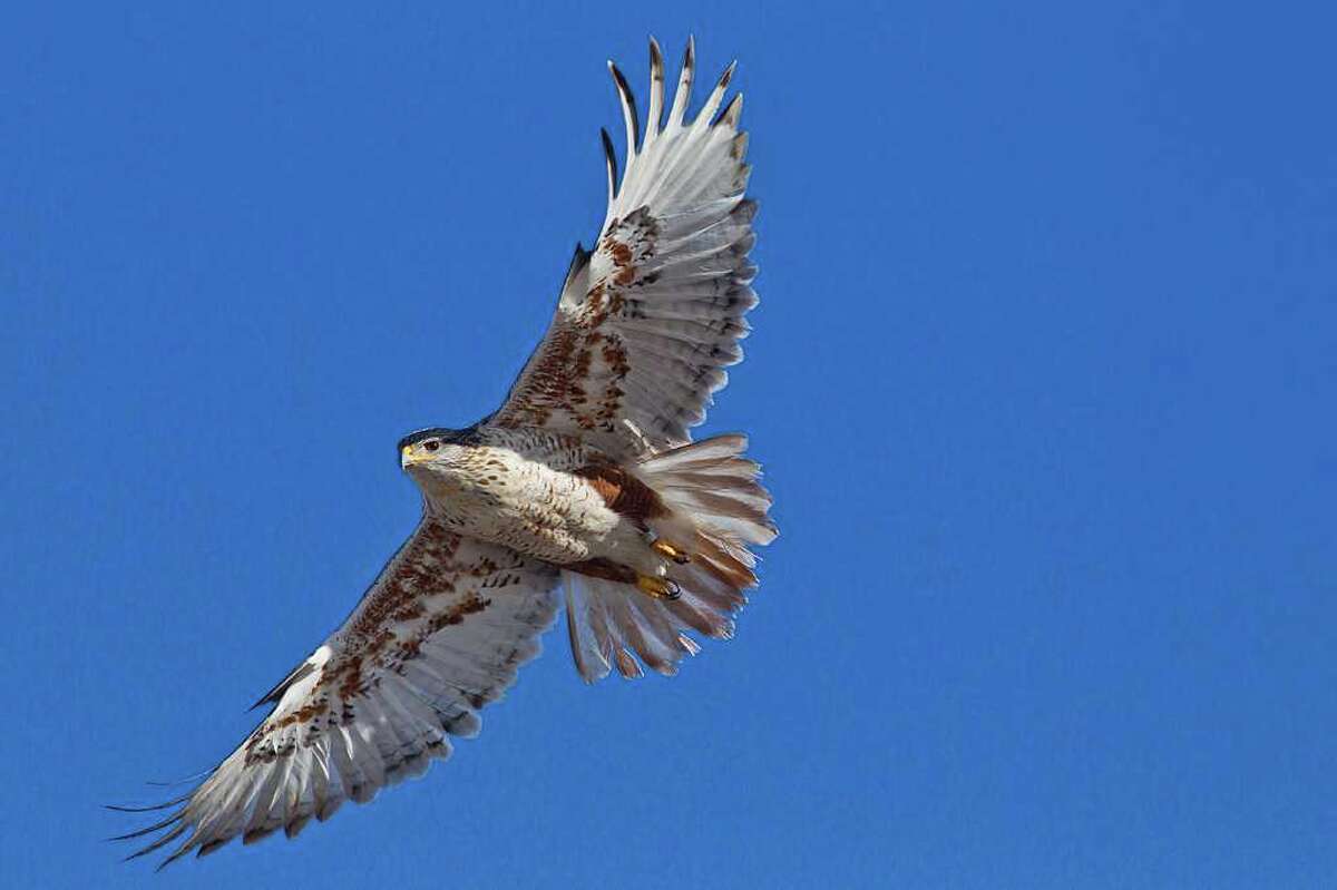 Regal raptors are plentiful in the Panhandle