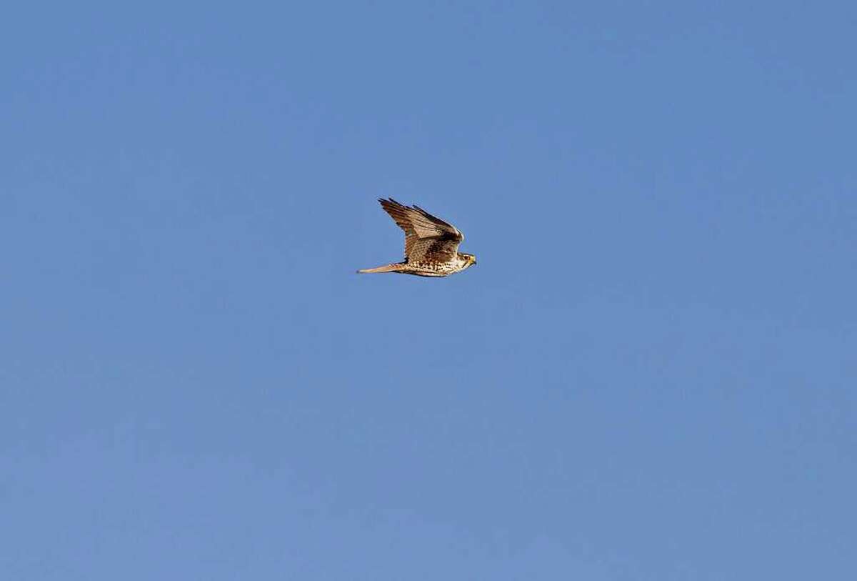 Regal raptors are plentiful in the Panhandle