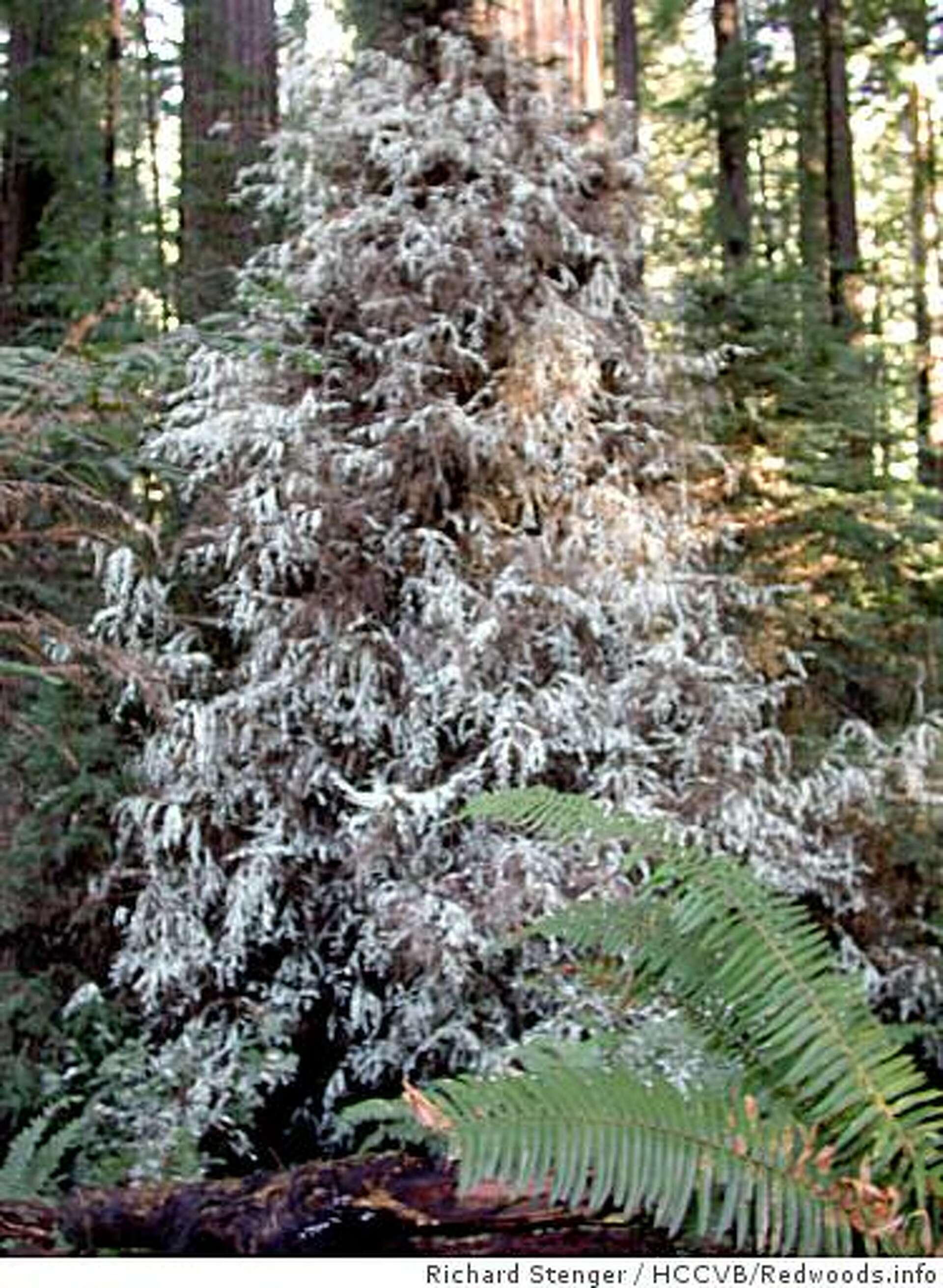 It's no snow job - handful of redwoods are rare albinos