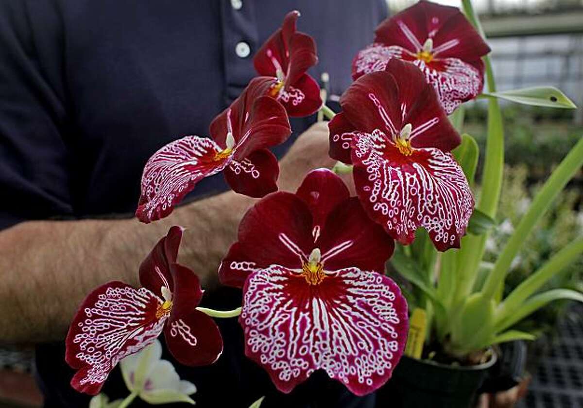 Tom Perlite of Golden Gate Orchids' top 10 FAQs