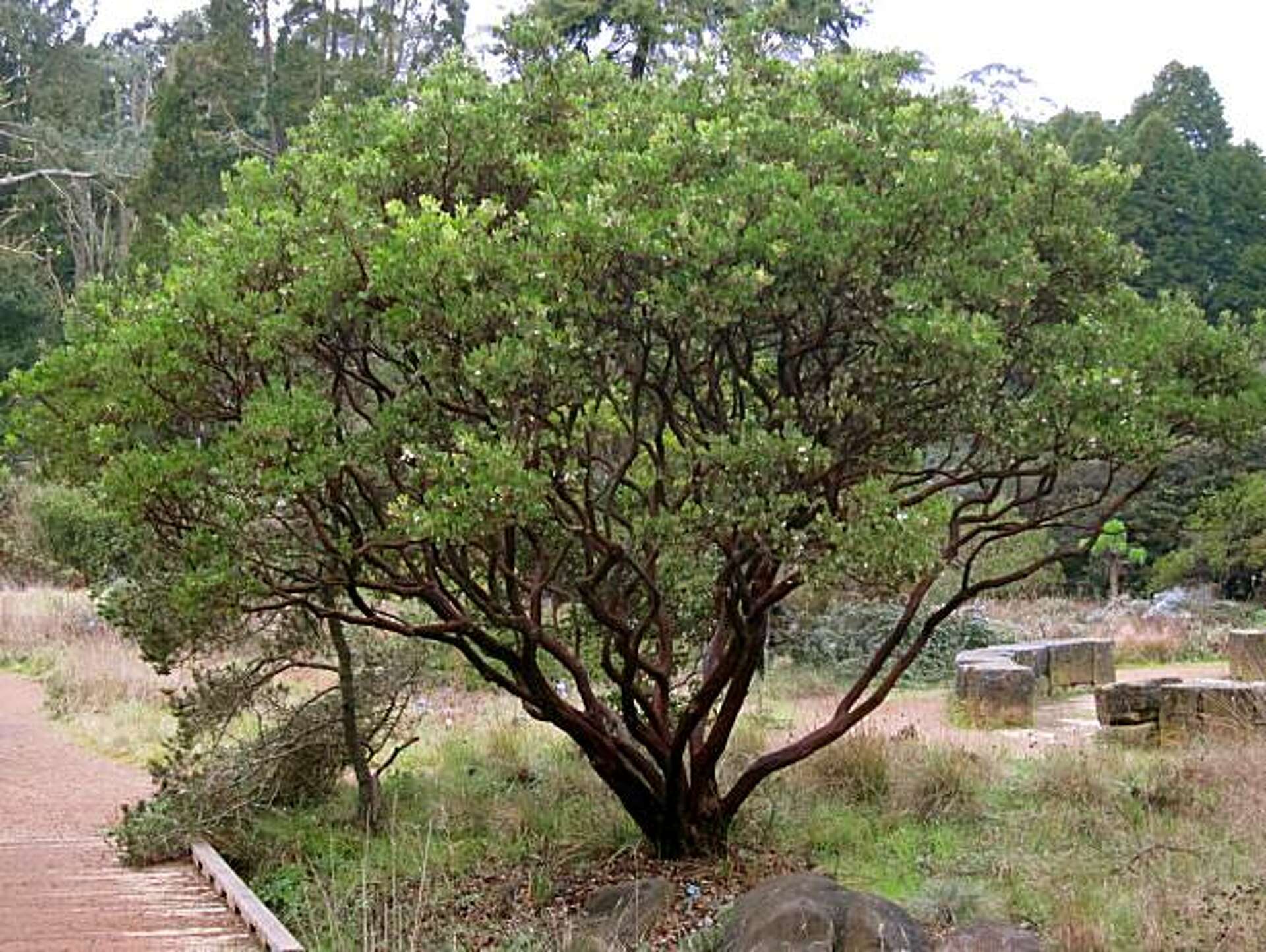 Manzanita pruning: when and how