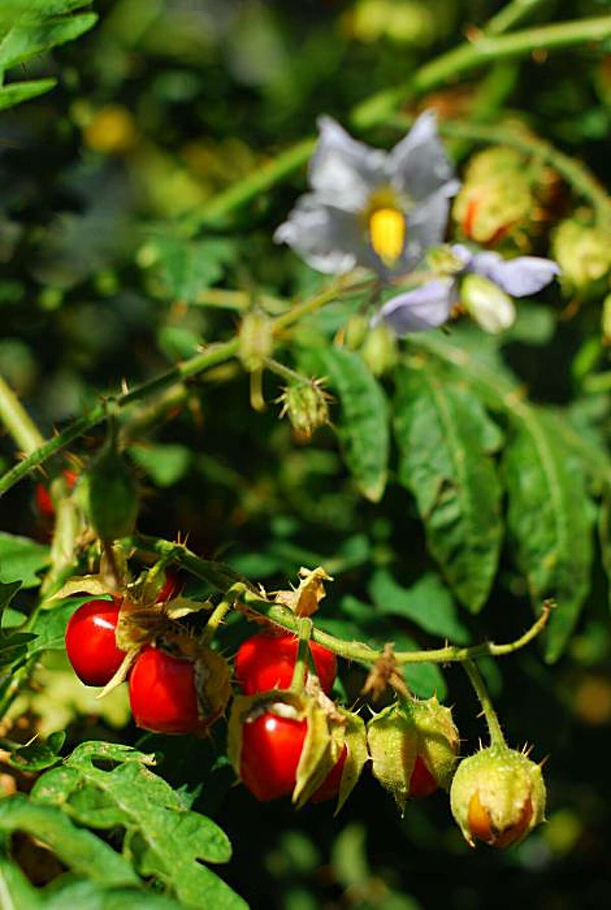 Experts' favorites from the new seed catalogs