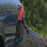 Beware the fierce, fearless wild turkey - SFGate
