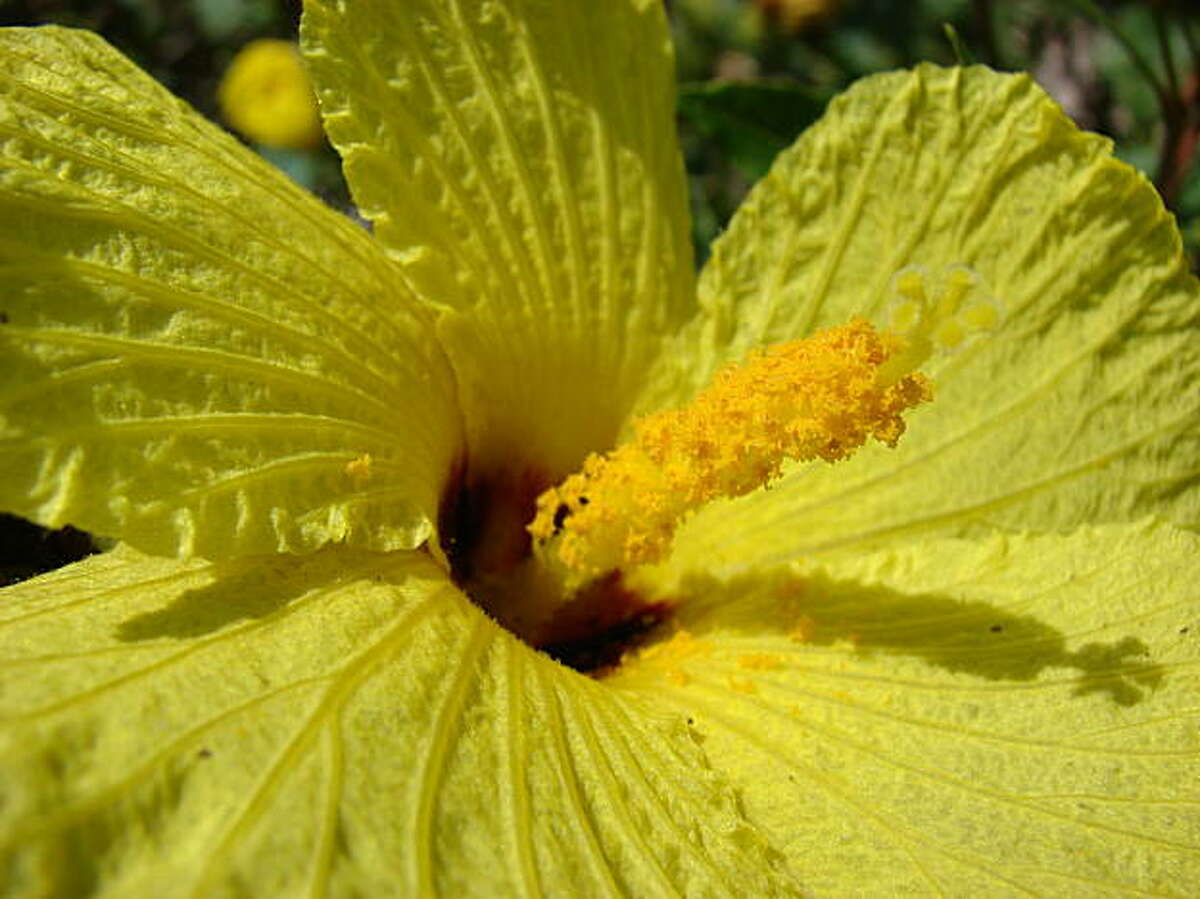 Emblems of Hawaii a surprise to many Americans
