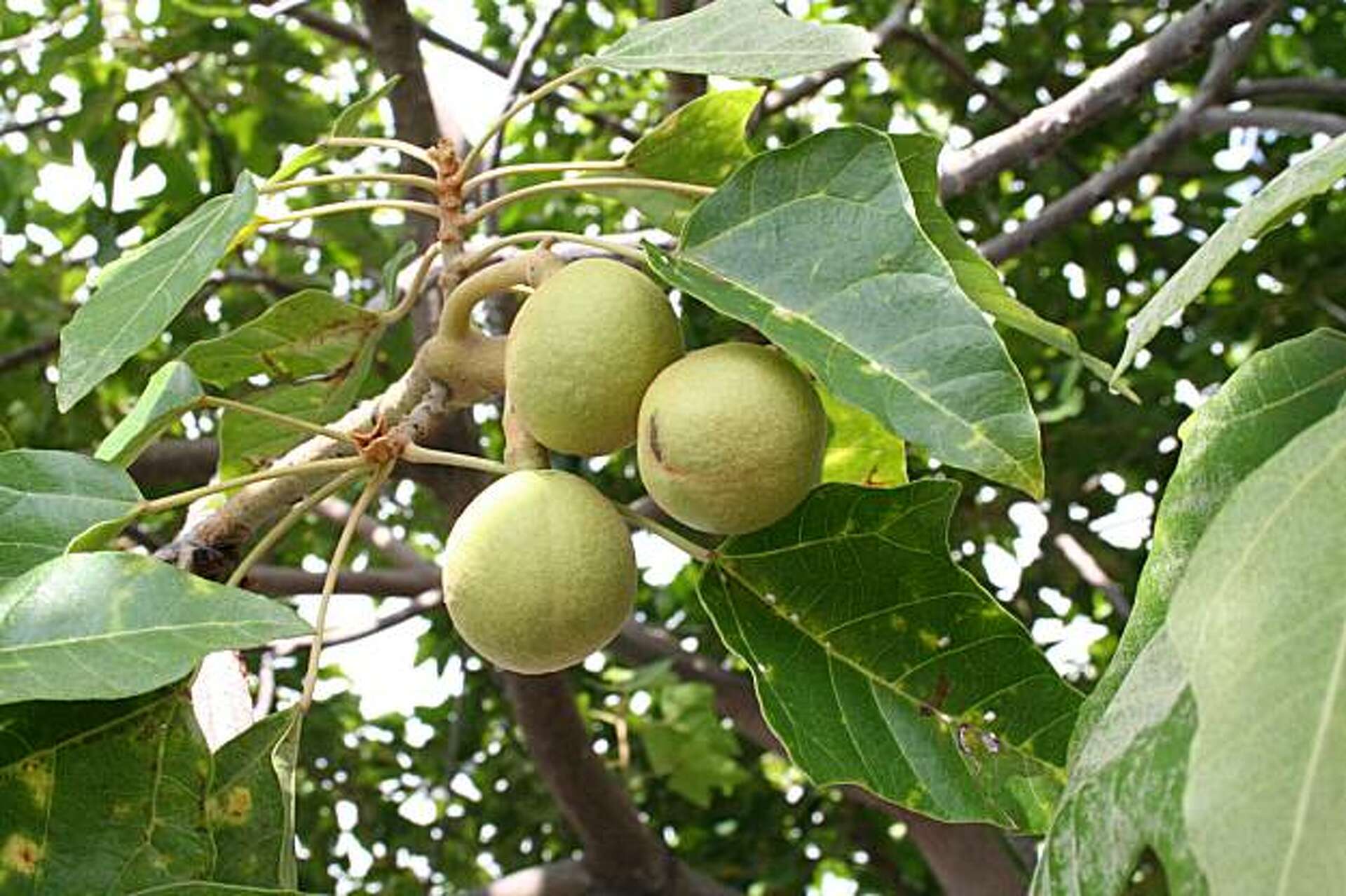 Emblems of Hawaii a surprise to many Americans
