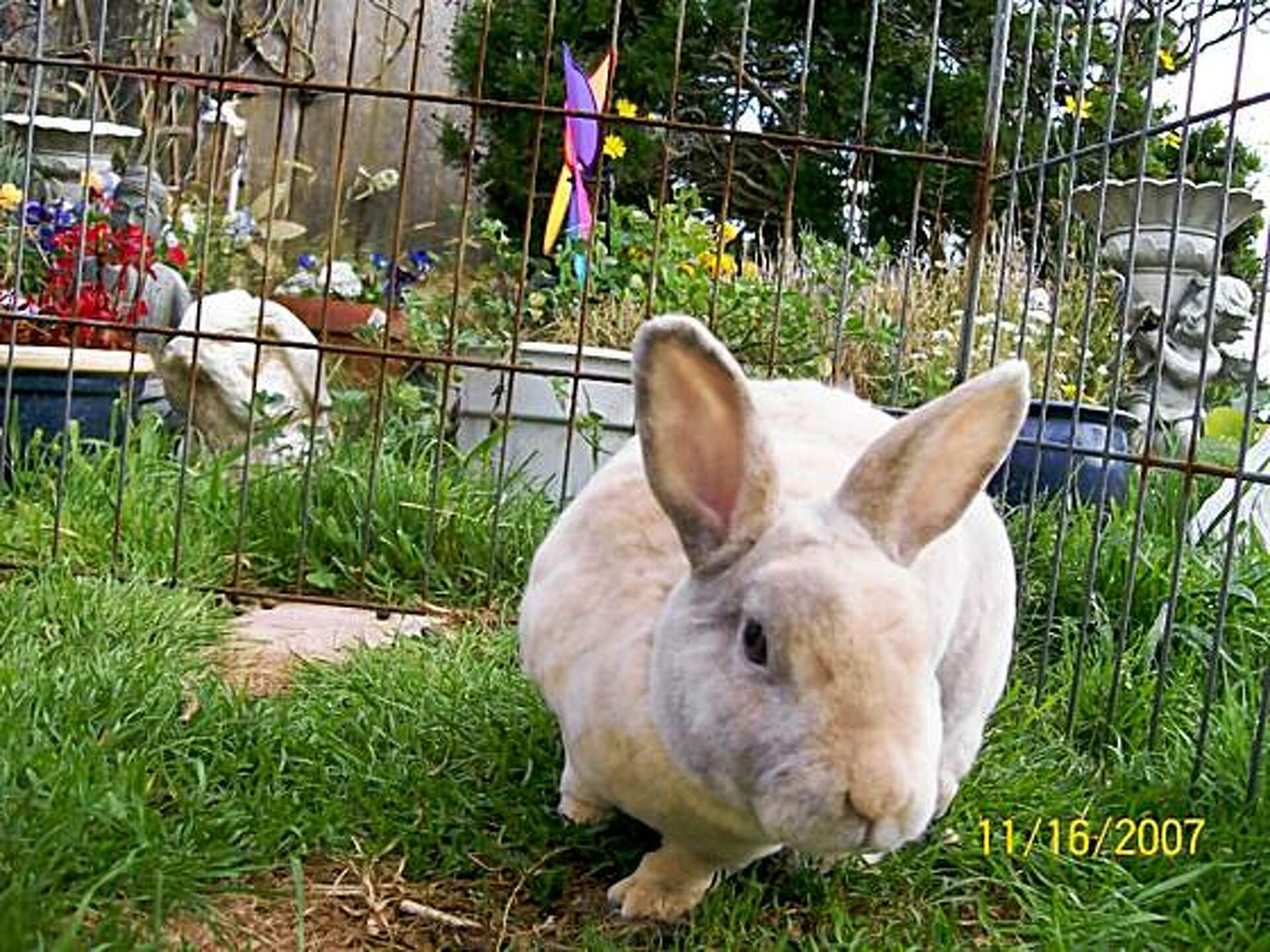 Call it bunny love / The inside story on a pet you didn't know you wanted