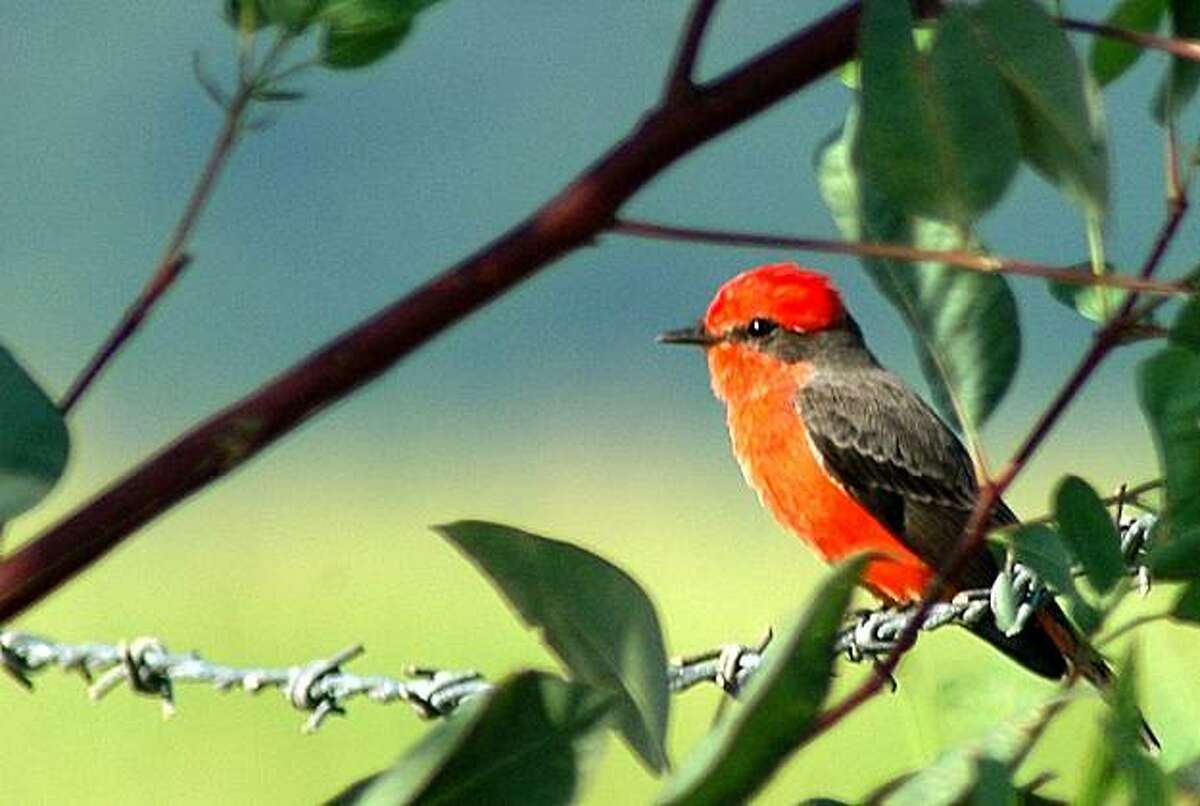 Mazatlan: 10 reasons to visit the 'Pearl of the Pacific'