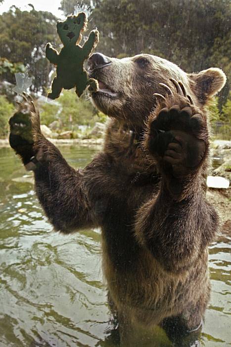 Environmental group wants to bring the grizzly bear back to California