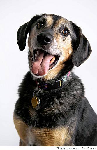 Give the mutt his due / Are purebreds really better?