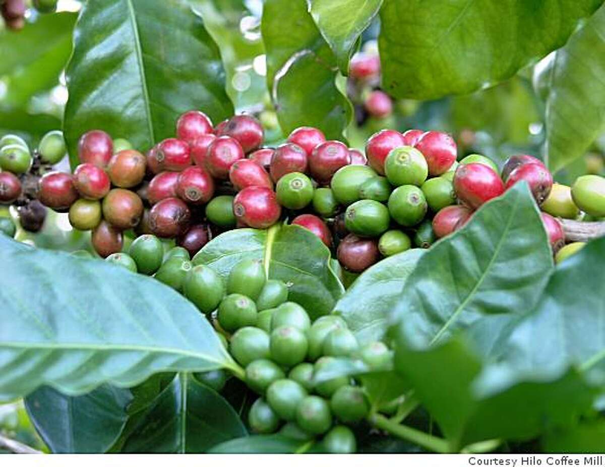 Hawaiian Islands erupt with new coffee regions