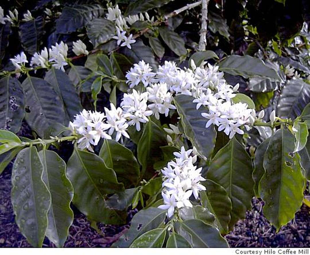 Hawaiian Islands erupt with new coffee regions