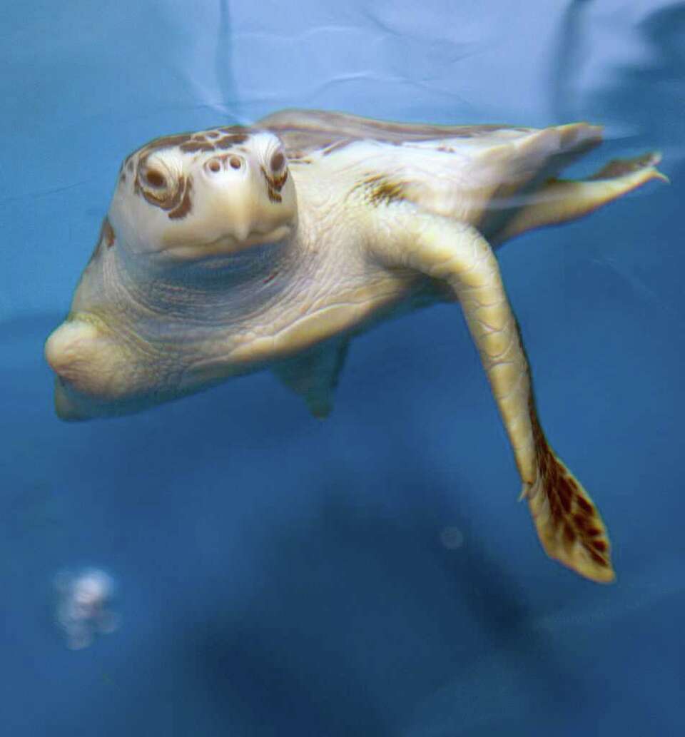 Battered turtle bounces back to good health