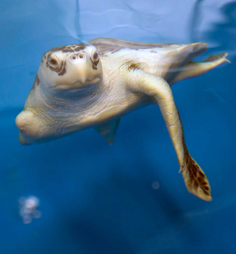 Battered turtle bounces back to good health