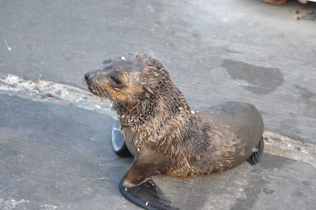 In Cape Town, wildlife is part of the picture
