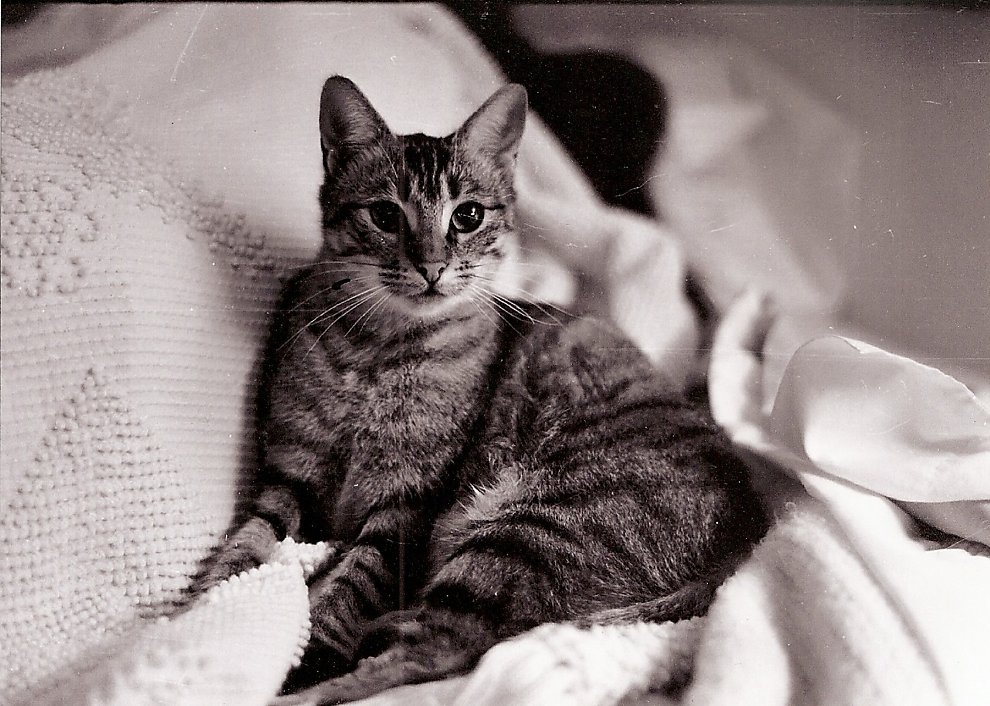 Sweet stray becomes the cat they'll never forget