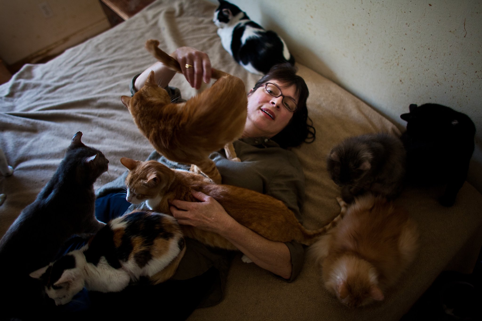 Felony conviction over Oakland lawyer's 93 cats