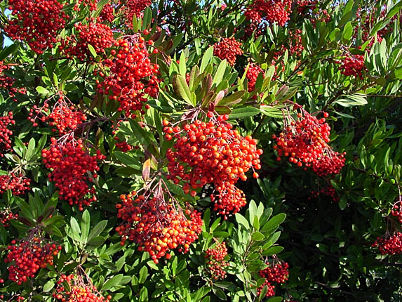 PICK OF THE WEEK: Toyon / Toyon berries offer visual feast