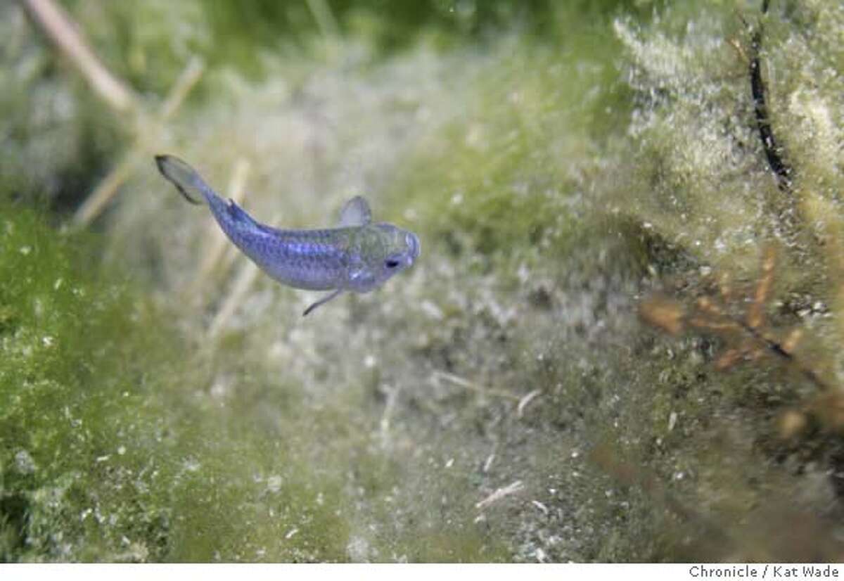 Desert pupfish in hot water / Only 42 left: Creature whose plight led ...