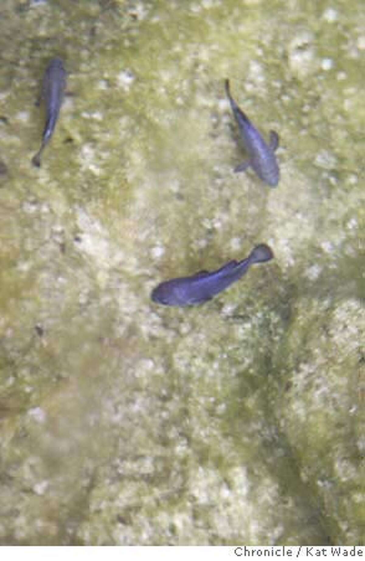 Desert pupfish in hot water / Only 42 left: Creature whose plight led ...